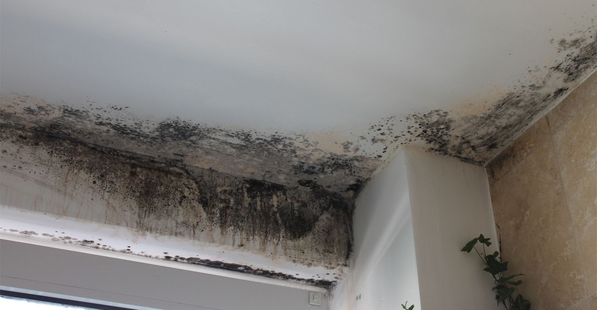 Mold Restoration - Restoration Connection
